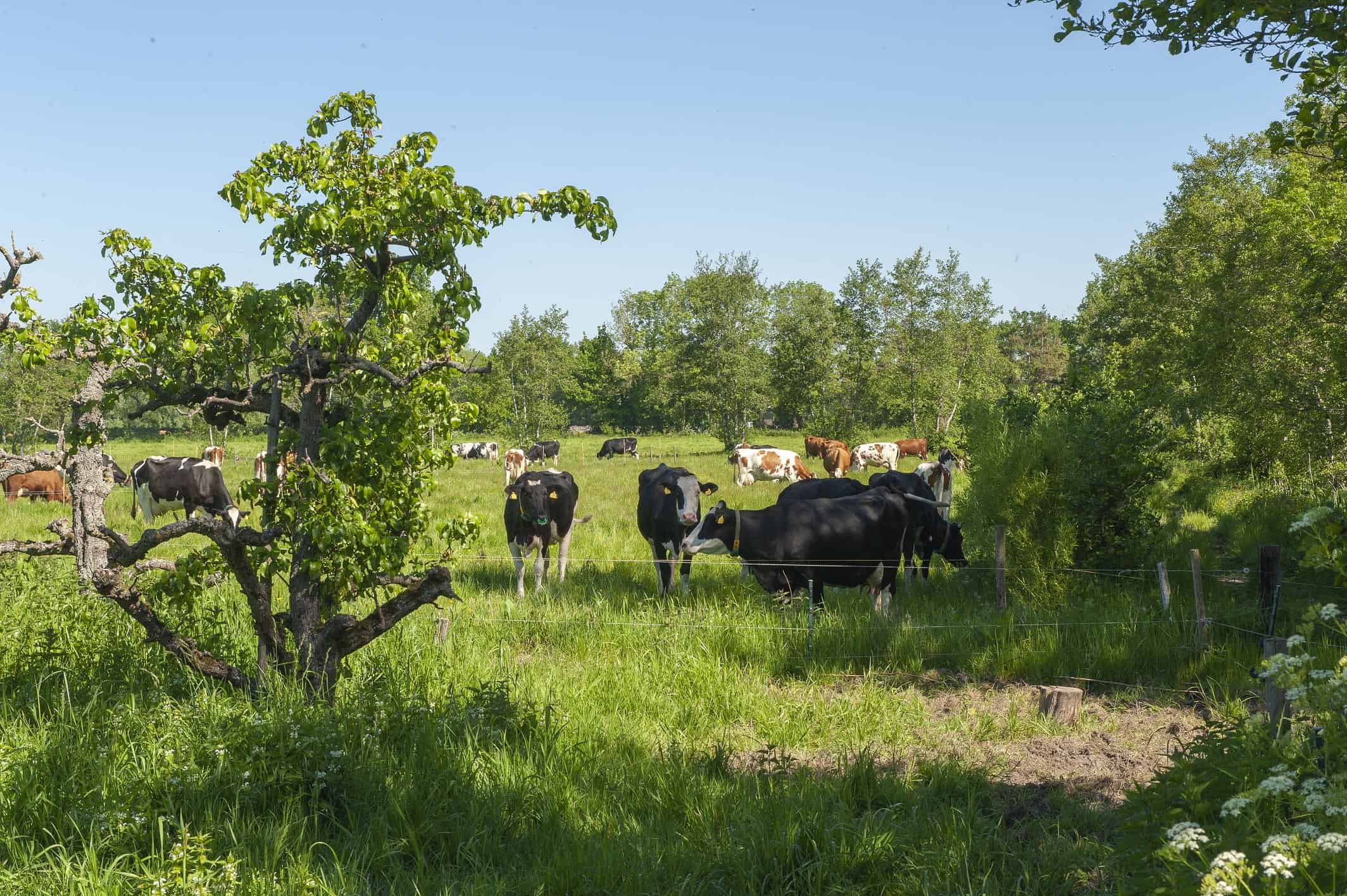 Agroforestry Netwerk Utrecht - Lami